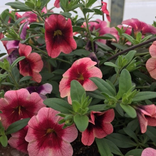 Products – Northern Lights Plant Sale