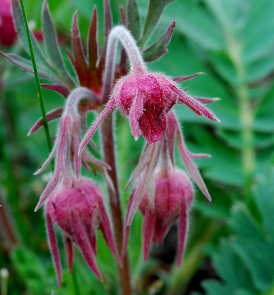 Prairie Smoke- Geum triflorum- MN Native – Northern Lights Plant Sale